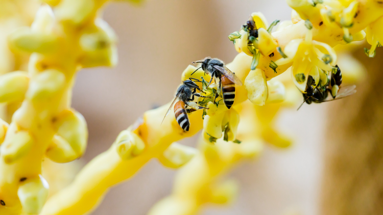 The Delicate Dance of Nam Hom Coconut Tree Pollination – Copra Coconuts