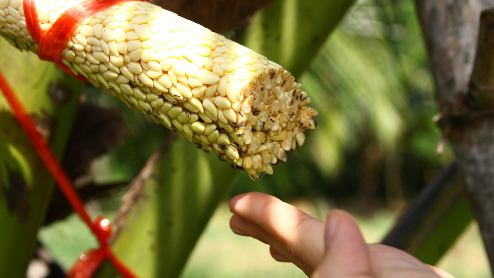 Copra Coconuts Blog