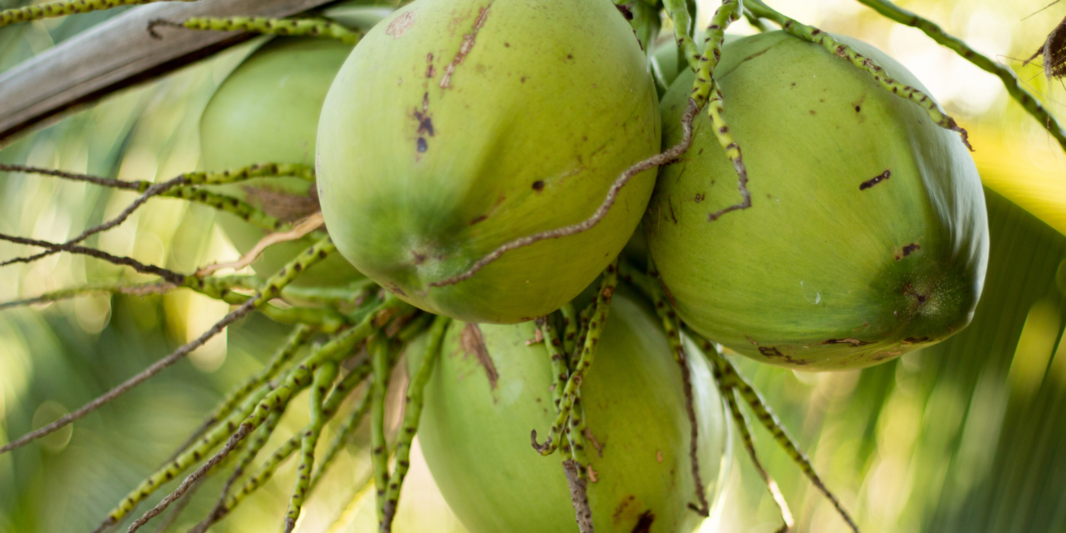 Thai Nam Hom Coconuts: A Tropical Delight Packed with Health Benefits ...