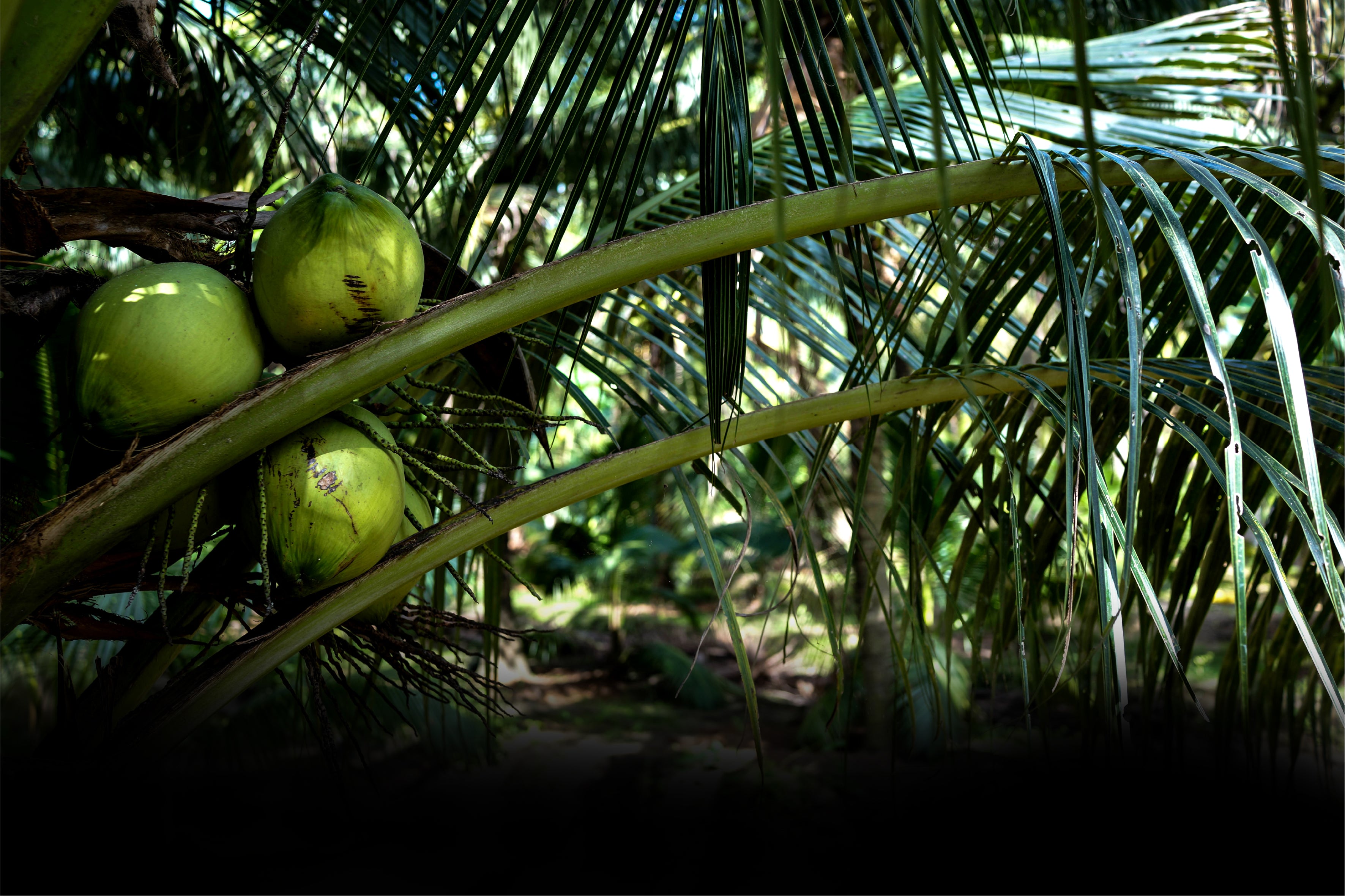 Coconut Ingredients For Retail / Foodservice Use – Copra Coconuts